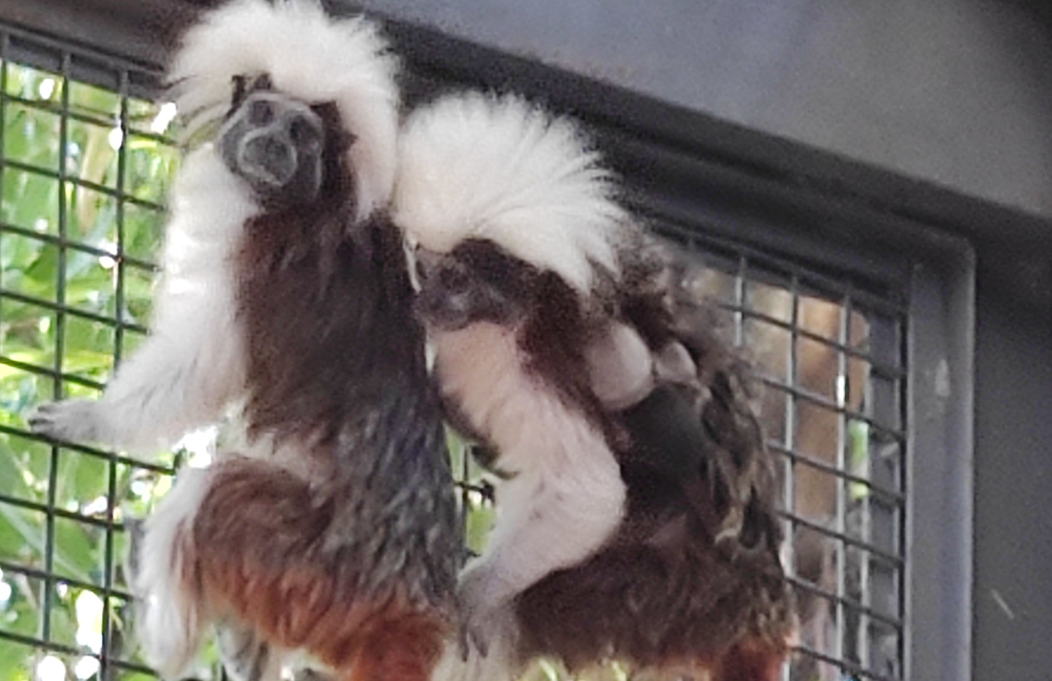 Los titíes de Geoffroy del Zoo ya tienen padrino: Jerez estrenará una ...