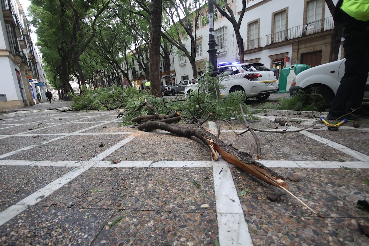 La borrasca 'Aline' destroza coches y arranca árboles de cuajo en Jerez ...